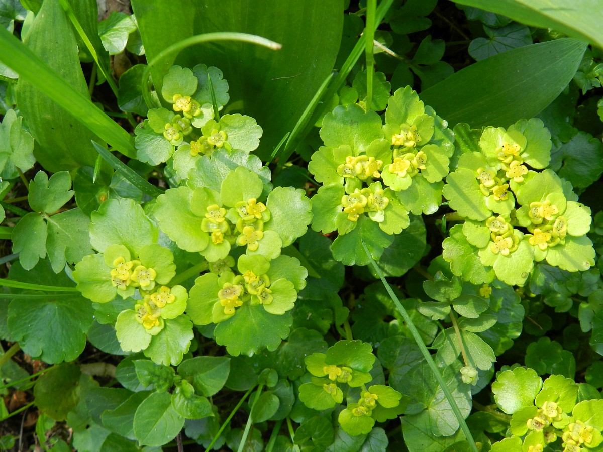 Chrysosplenium alternifolium, Alternate-leaved Golden-saxifrage