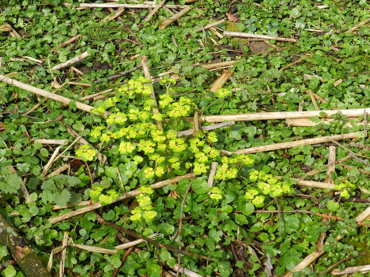 Chrysosplenium alternifolium, Alternate-leaved Golden-saxifrage