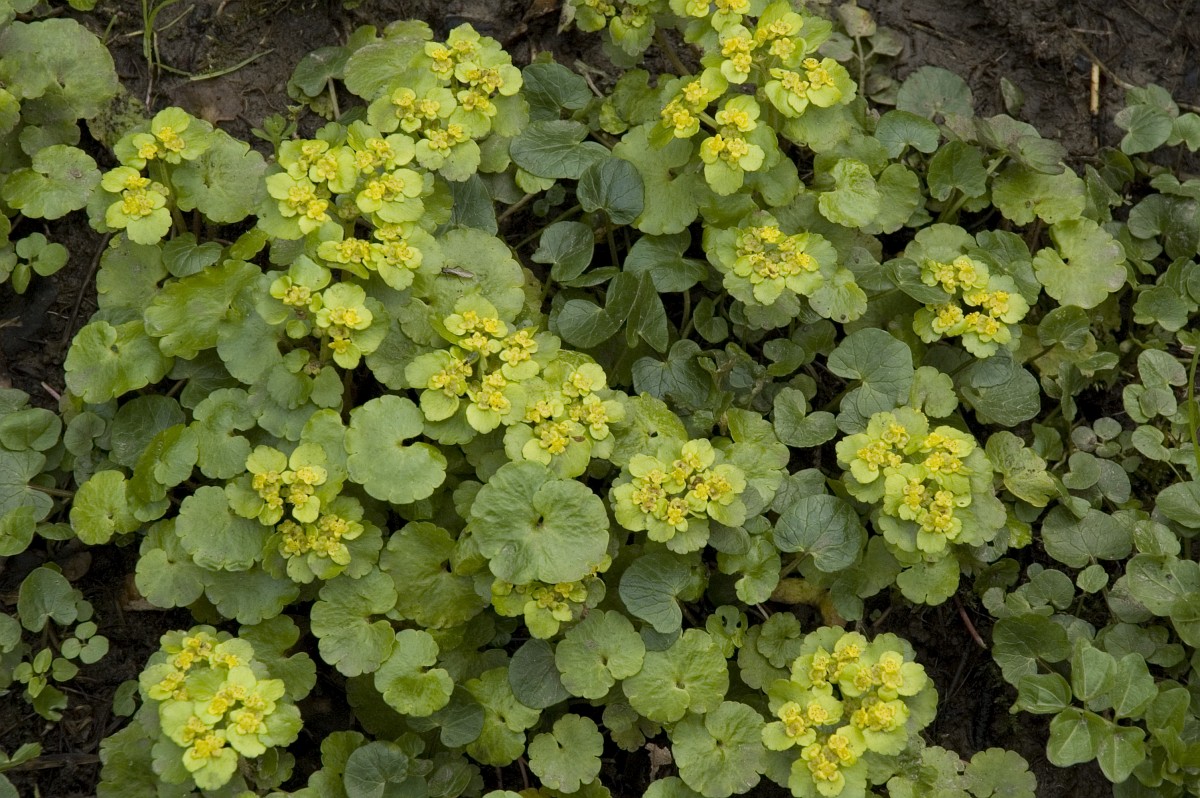 Chrysosplenium alternifolium, Alternate-leaved Golden-saxifrage