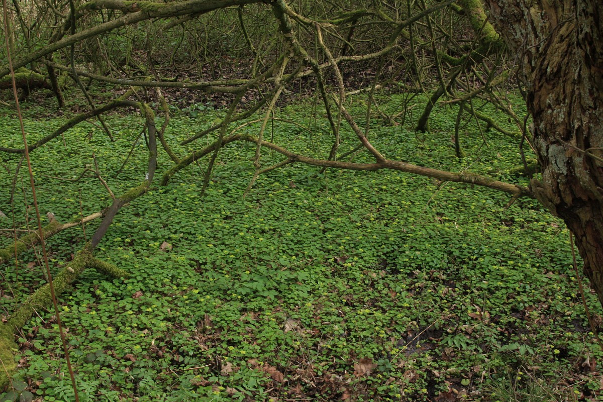 Chrysosplenium alternifolium, Alternate-leaved Golden-saxifrage