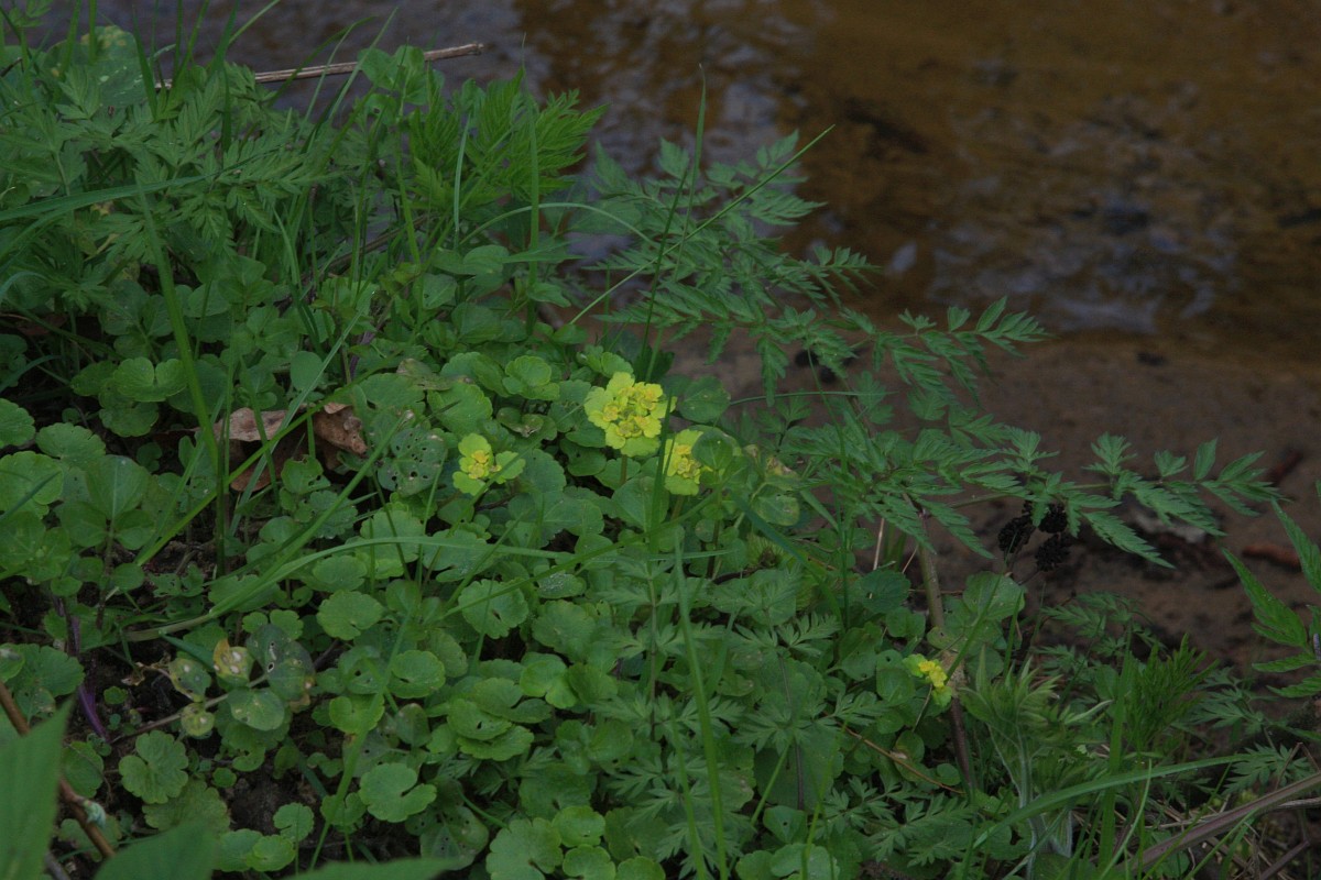 Chrysosplenium alternifolium, Alternate-leaved Golden-saxifrage