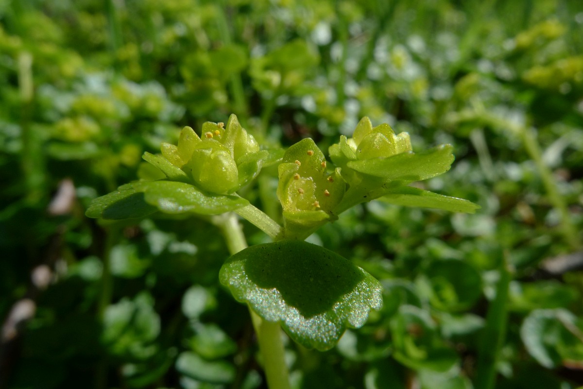 Chrysosplenium alternifolium, Alternate-leaved Golden-saxifrage