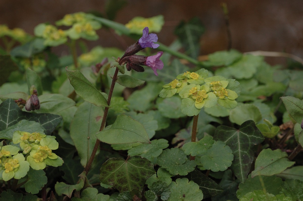 Chrysosplenium alternifolium, Alternate-leaved Golden-saxifrage