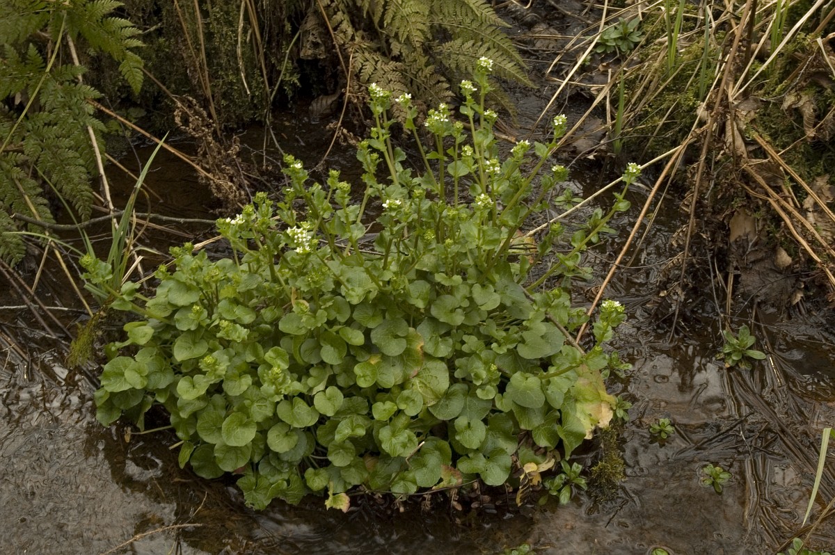 Cochlearia pyrenaica, Pyrenean Scurvygrass