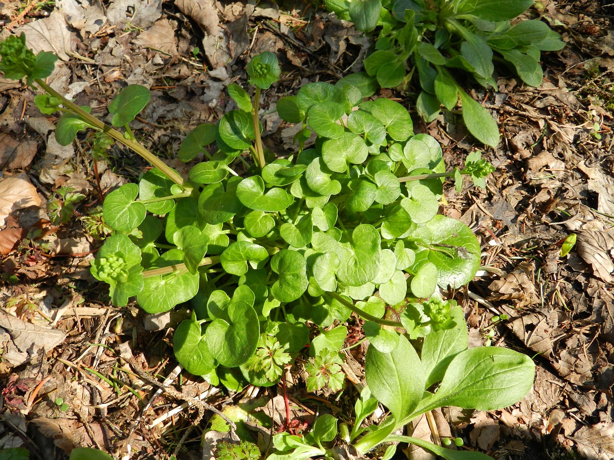 Cochlearia pyrenaica, Pyrenean Scurvygrass