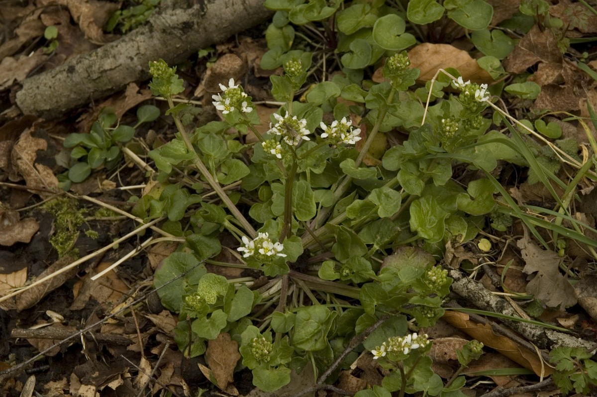 Cochlearia pyrenaica, Pyrenean Scurvygrass
