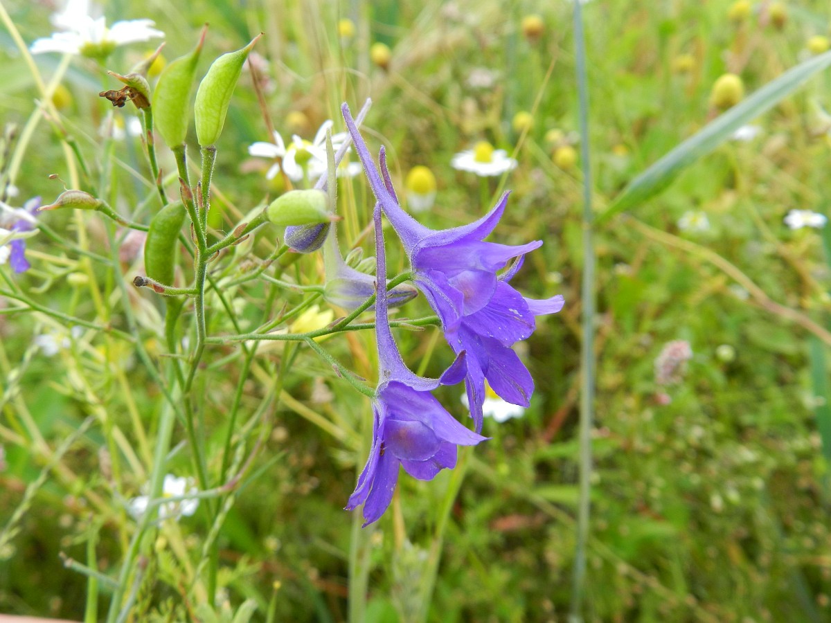 Consolida regalis, Forking Larkspur