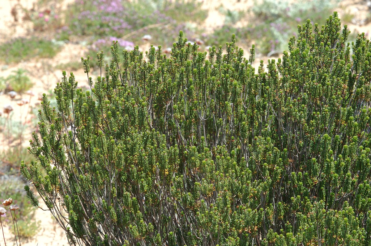 Corema album, Portuguese Crowberry