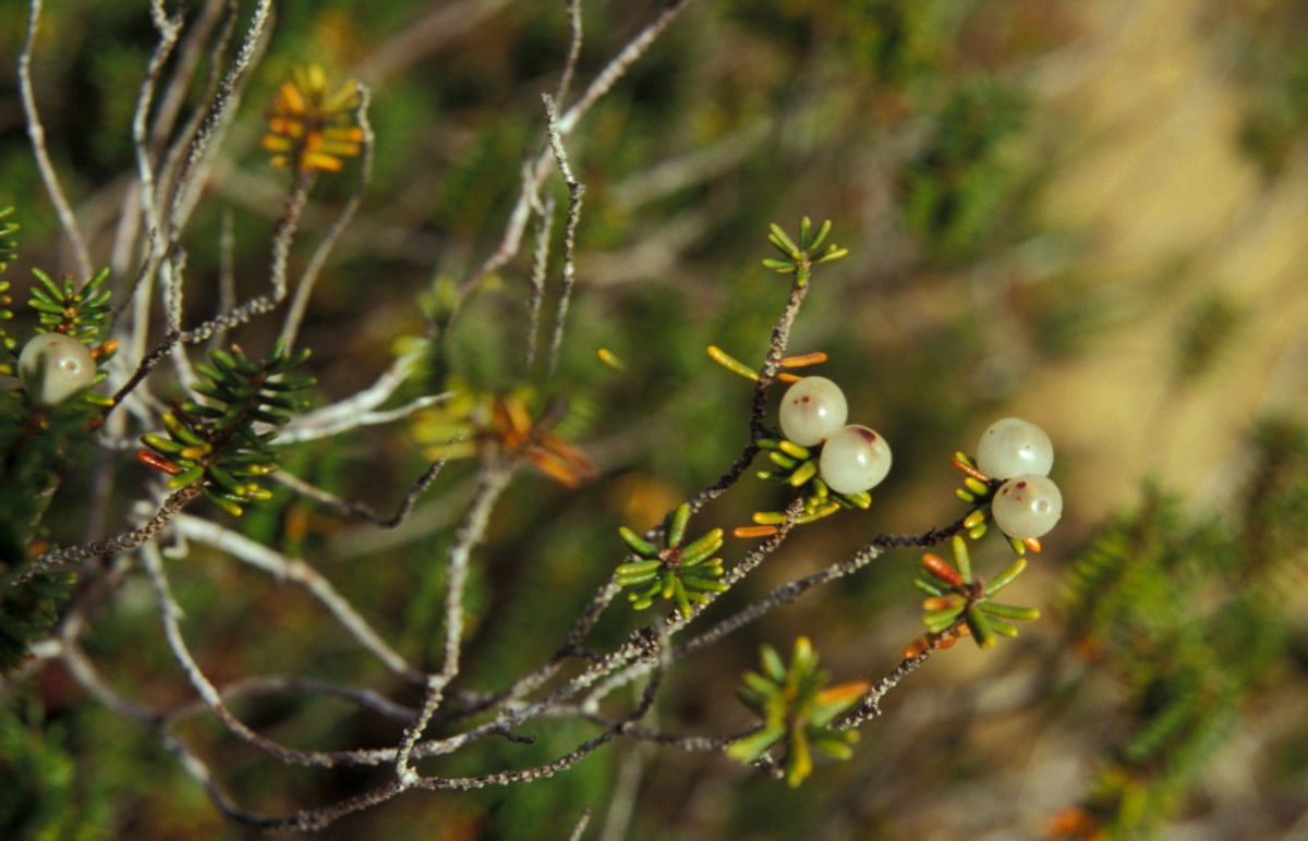 Corema album, Portuguese Crowberry