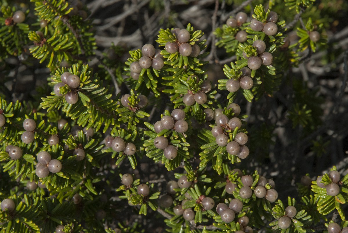 Corema album, Portuguese Crowberry