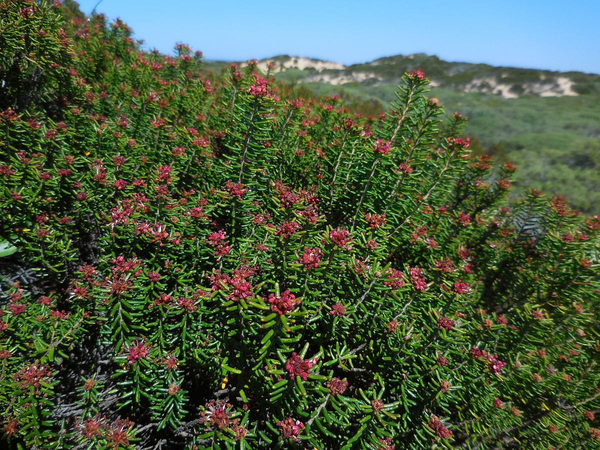 Corema album, Portuguese Crowberry