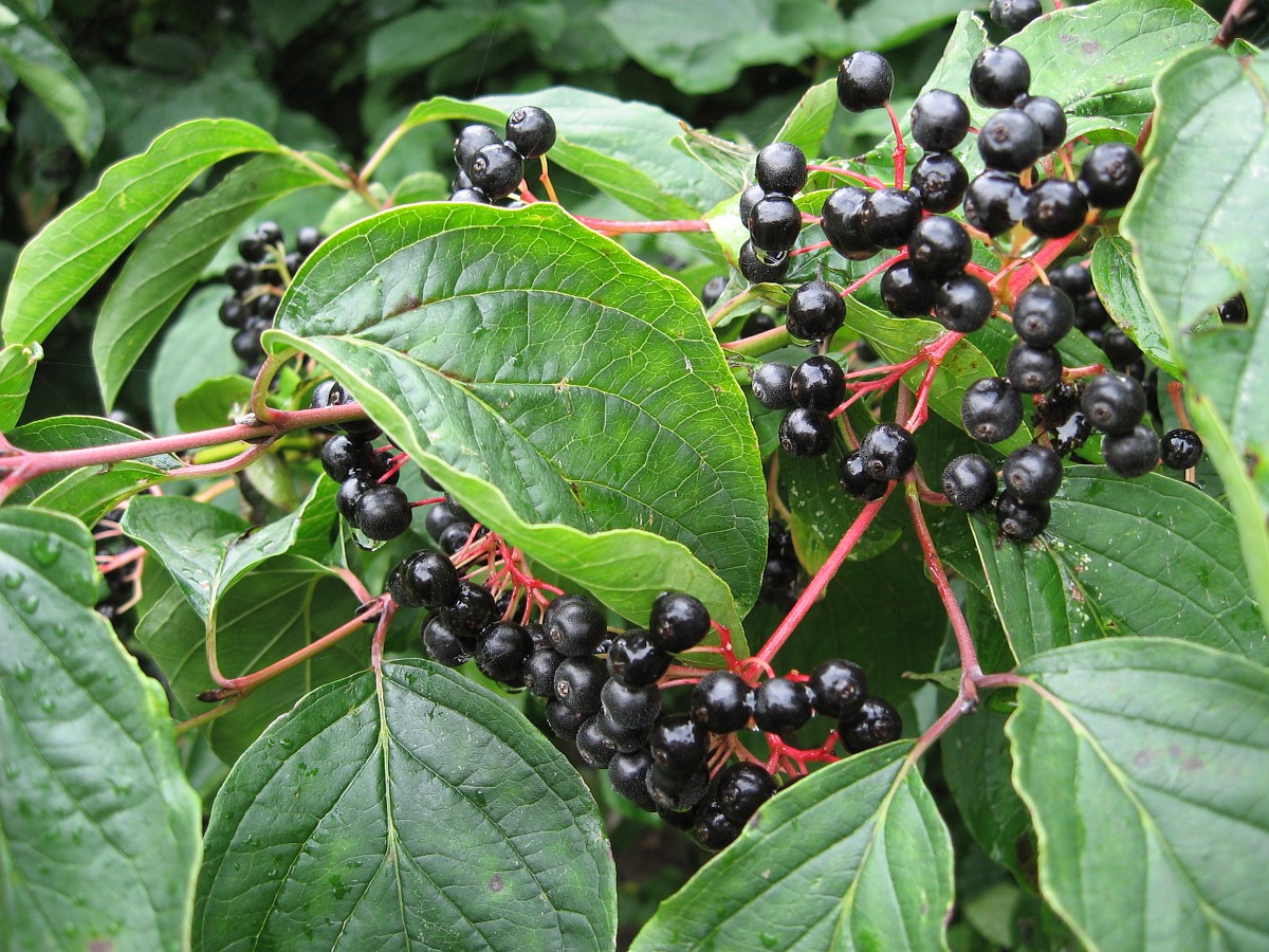 Cornus sanguinea, Dogwood