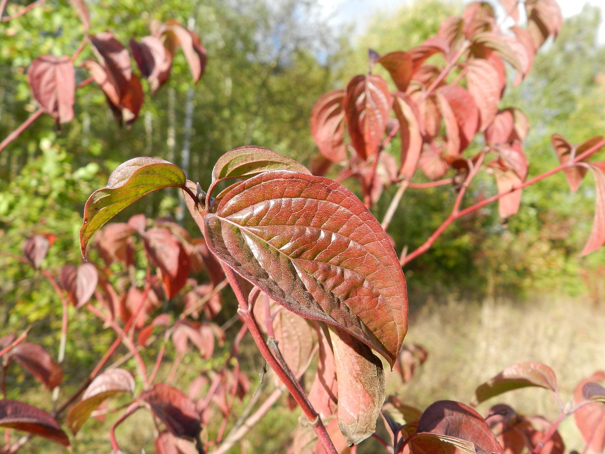 Cornus sanguinea, Dogwood