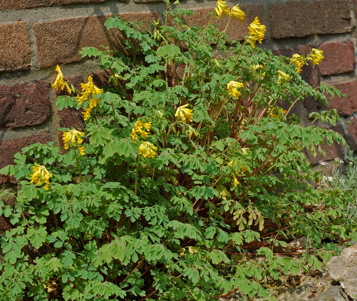 Corydalis lutea, Yellow Corydalis
