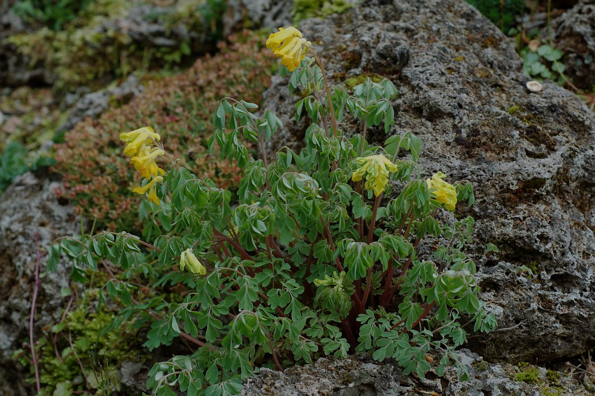 Corydalis lutea, Yellow Corydalis
