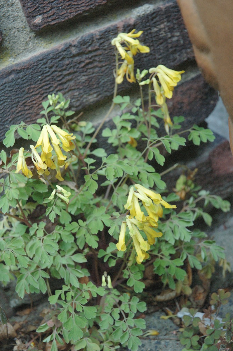 Corydalis lutea, Yellow Corydalis