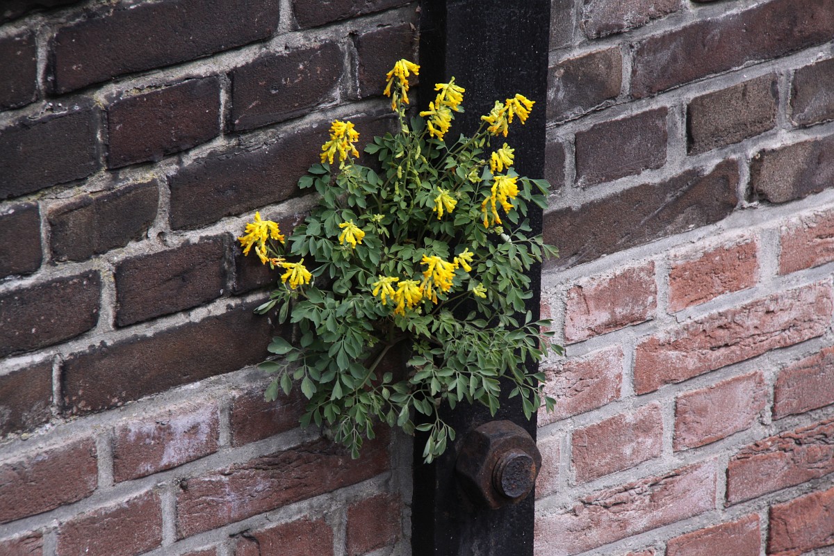 Corydalis lutea, Yellow Corydalis