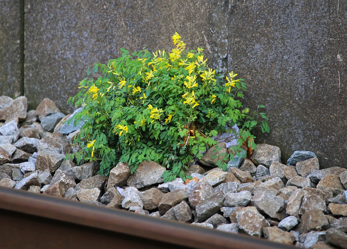 Corydalis lutea, Yellow Corydalis