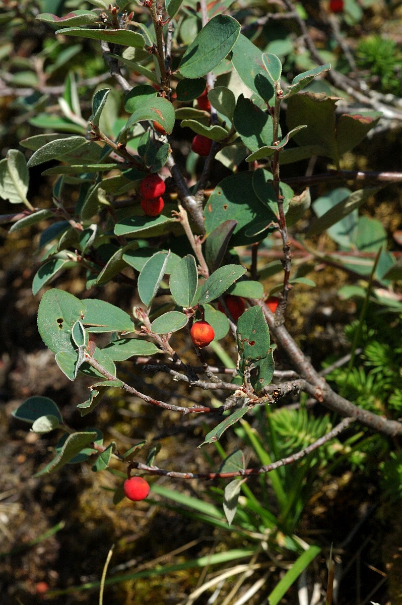 Cotoneaster integerrimus, Wild Cotoneaster