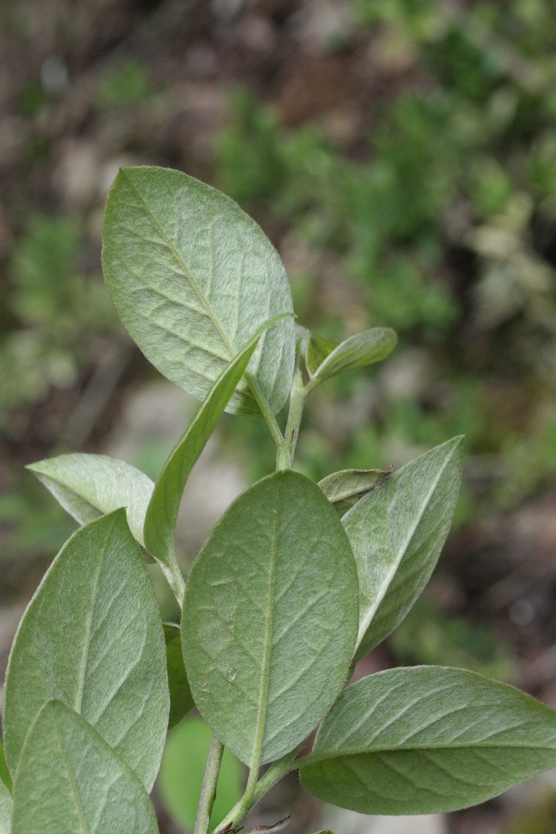 Cotoneaster integerrimus, Wild Cotoneaster