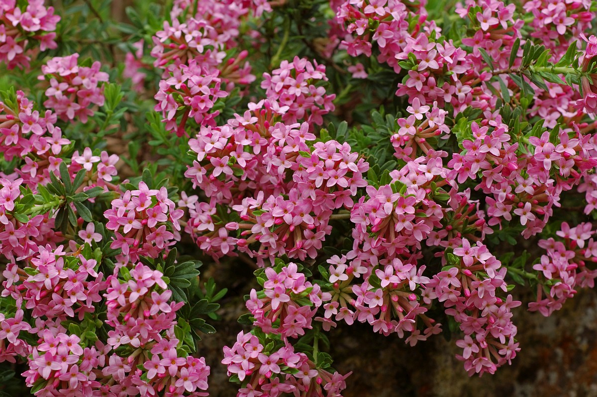 Daphne cneorum, Rose Daphne