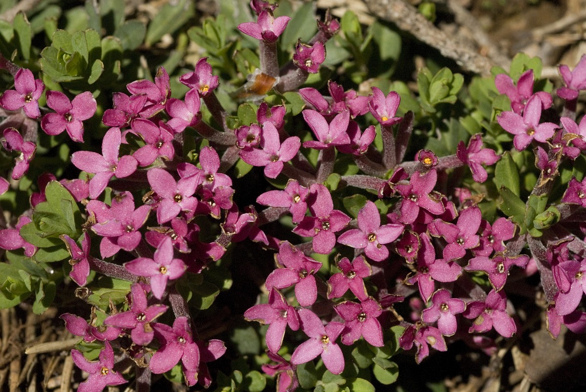Daphne cneorum, Rose Daphne