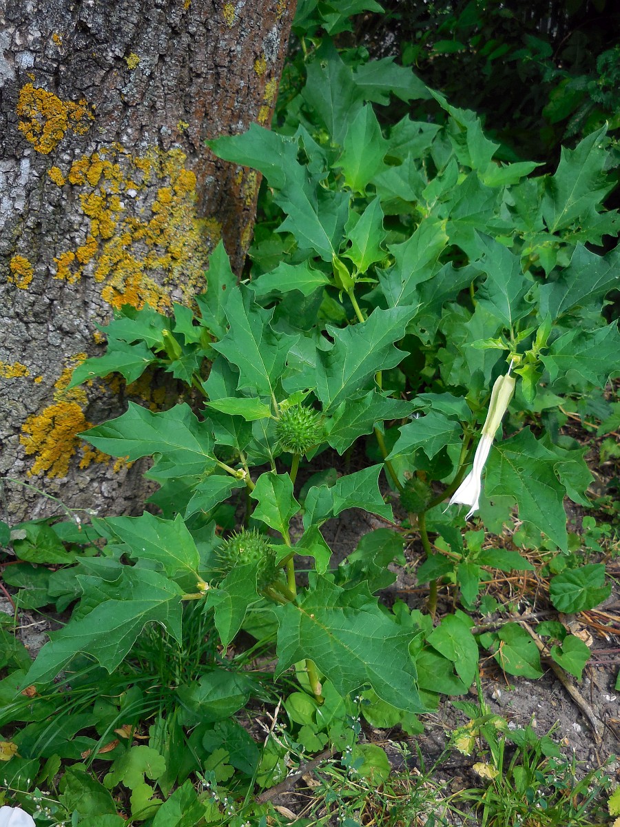 Datura stramonium, Jimsonweed