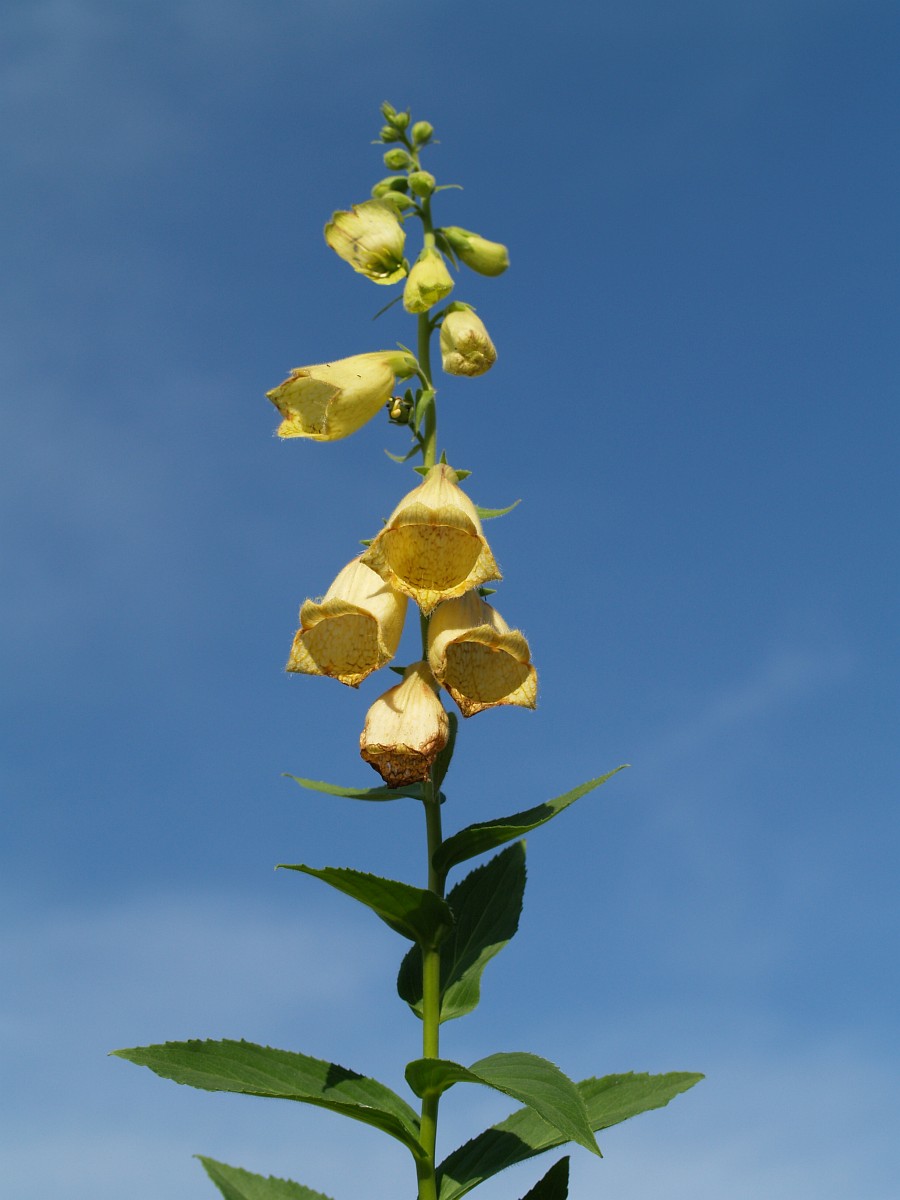 Digitalis grandiflora, Yellow Foxglove