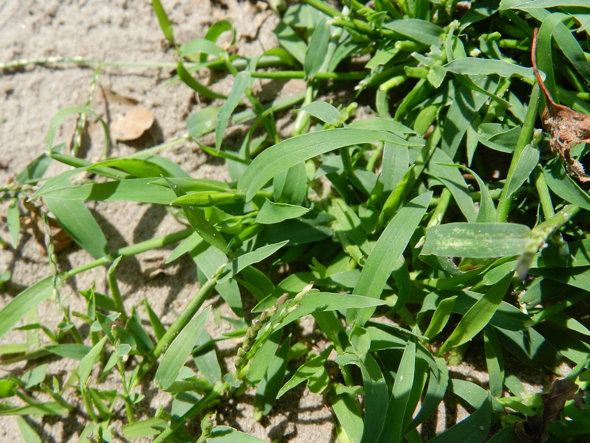 Digitaria ischaemum, Smooth Crabgrass