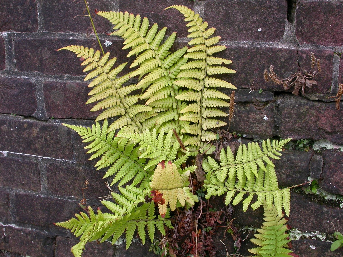 Dryopteris carthusiana, Spinulose Wood-fern