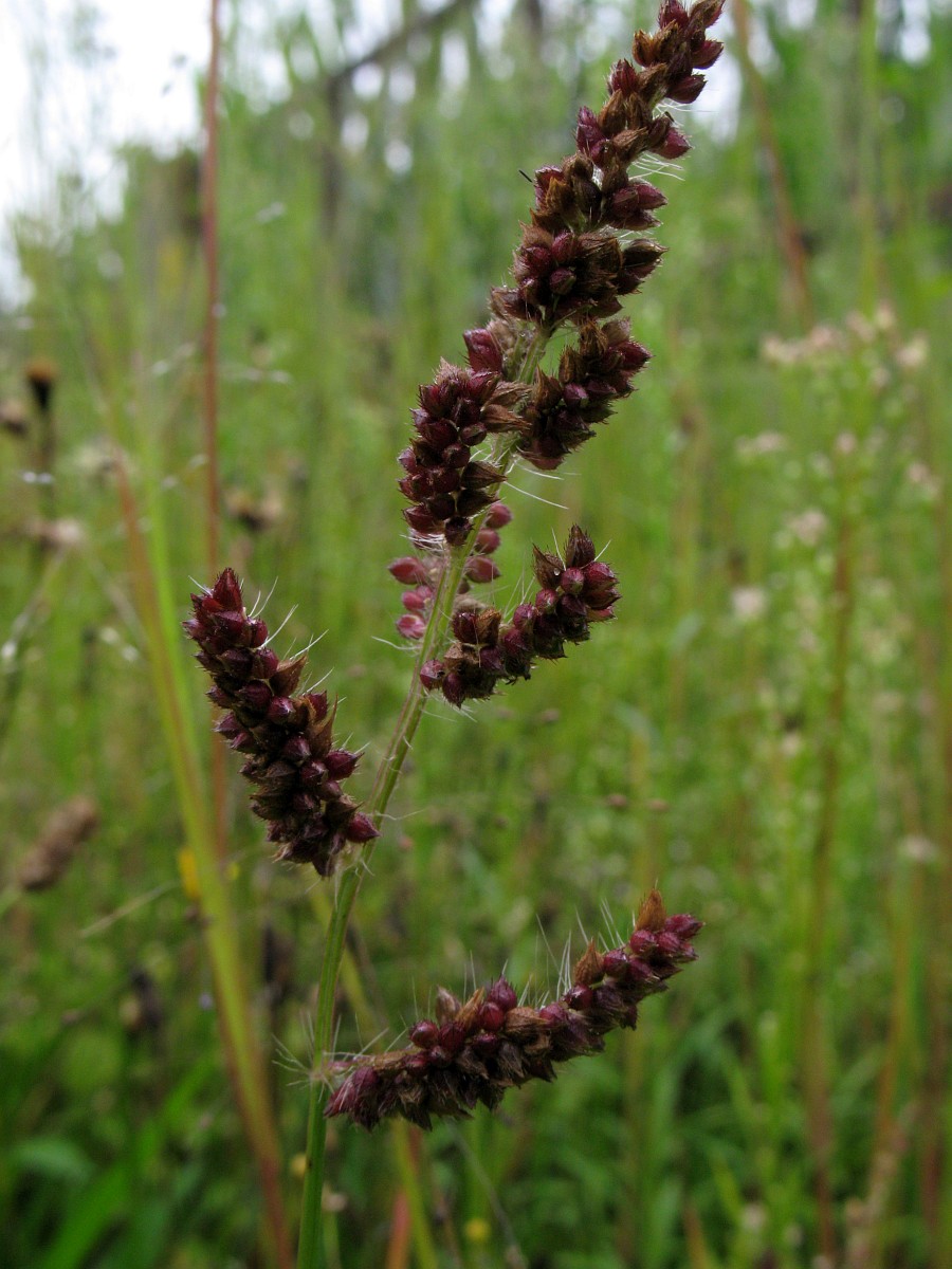 Echinochloa crus-galli, Barnyard Grass