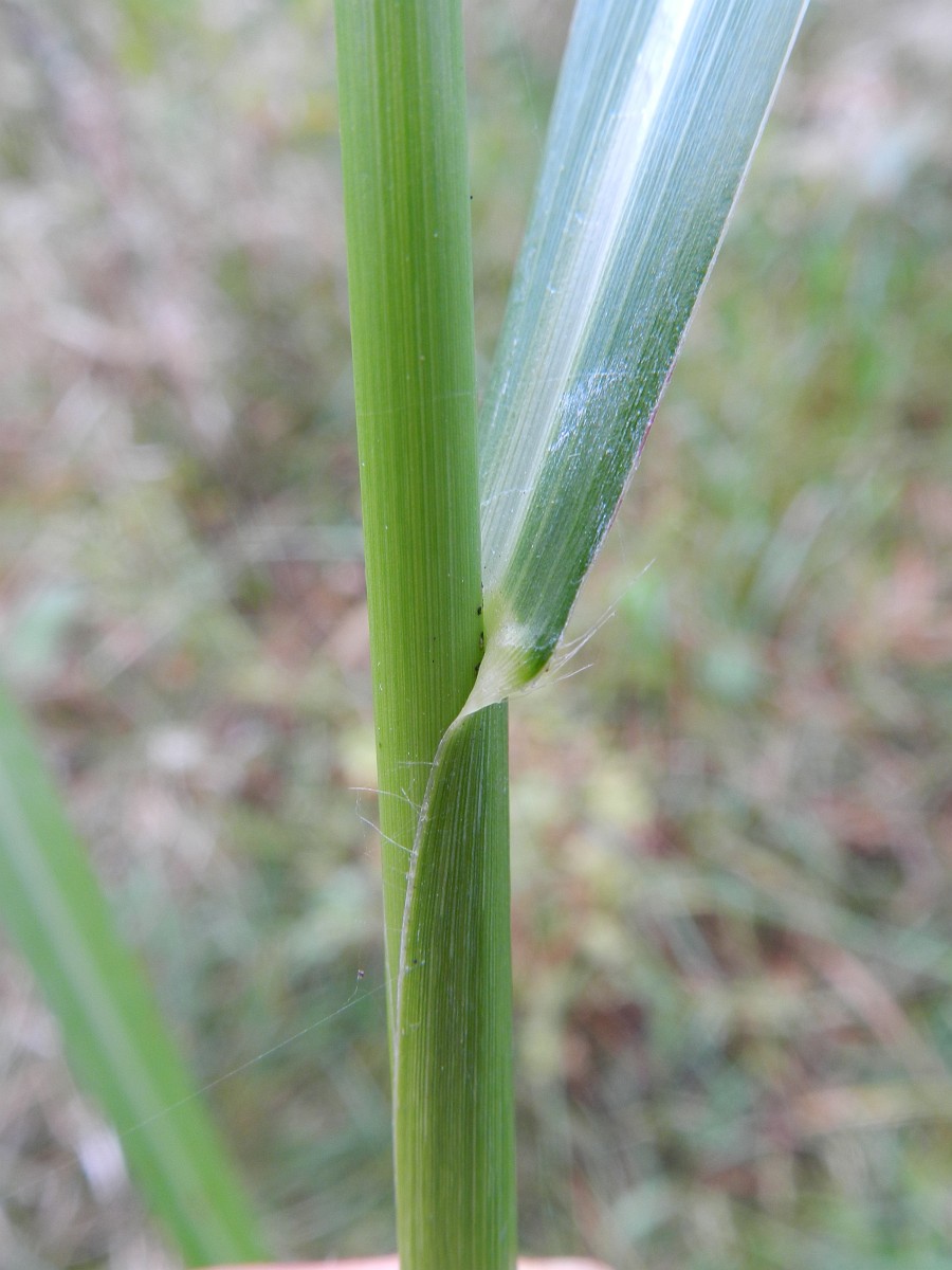 Echinochloa crus-galli, Barnyard Grass