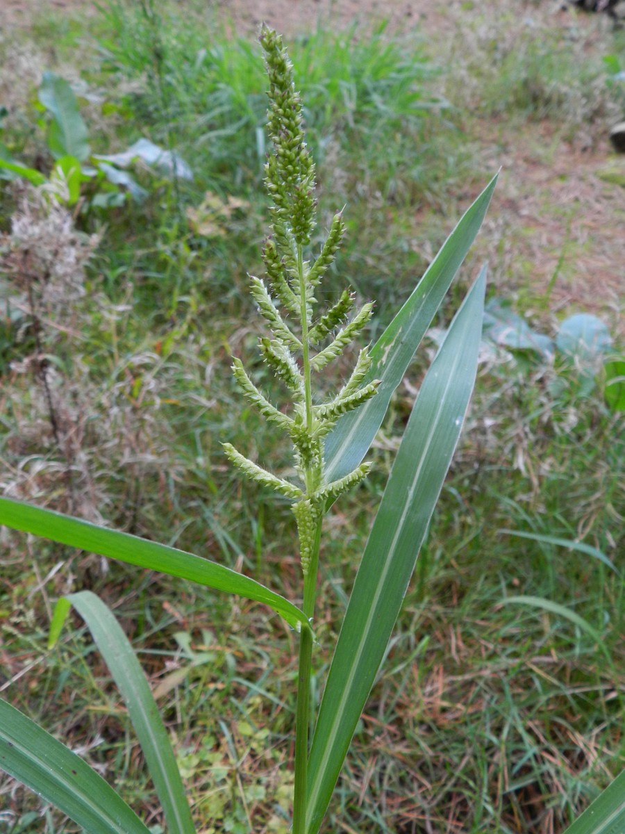 Echinochloa crus-galli, Barnyard Grass