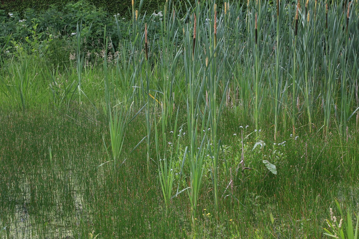 Eleocharis palustris, Common Spike-rush