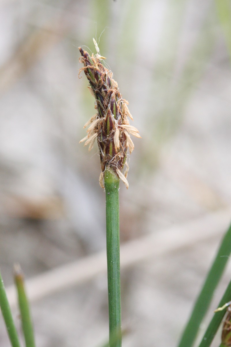 Eleocharis palustris, Common Spike-rush