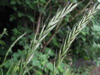 Elymus caninus, Bearded Wheatgrass