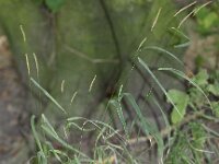 Elymus caninus, Bearded Wheatgrass