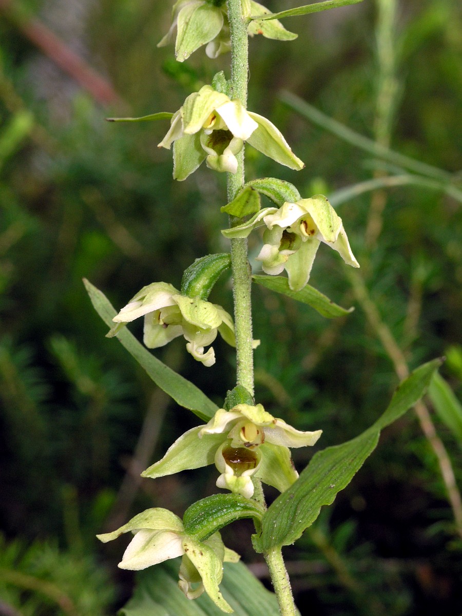 Epipactis helleborine, Broad-leaved Helleborine