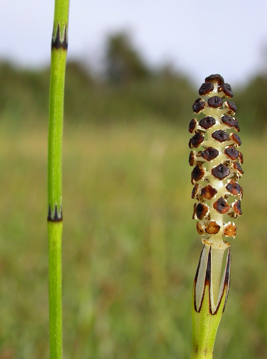 Equisetum palustre, Marsh Horsetail