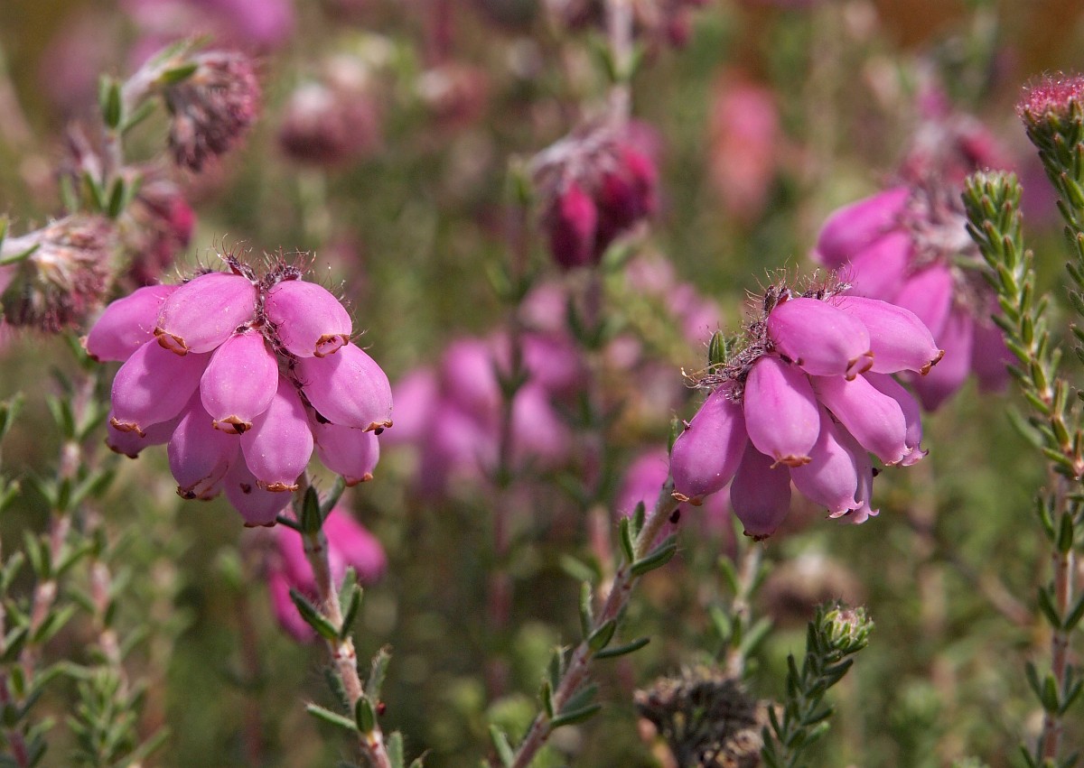 Erica tetralix, Crossleaf Heath