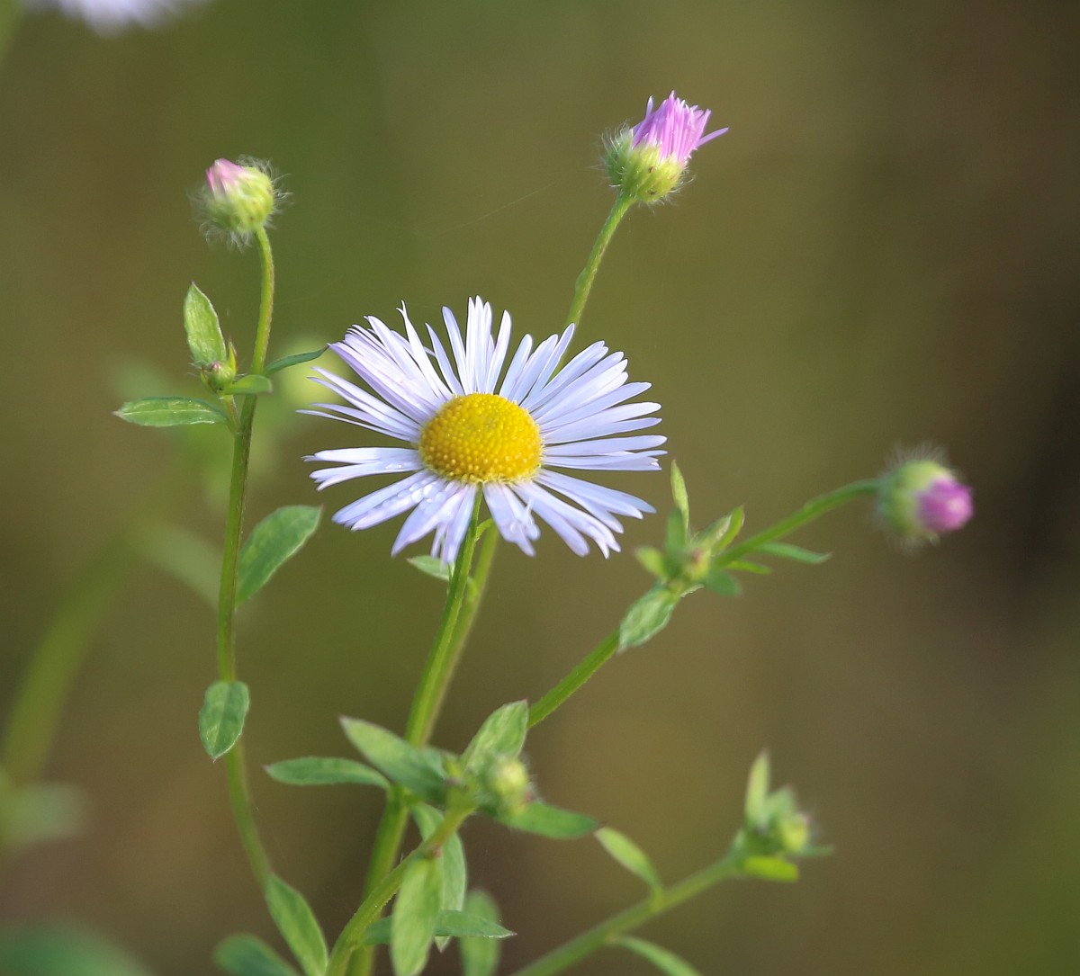 Erigeron annuus, Tall Fleabane