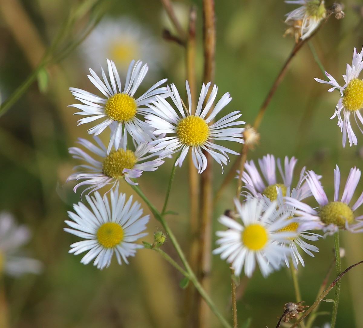 Erigeron annuus, Tall Fleabane