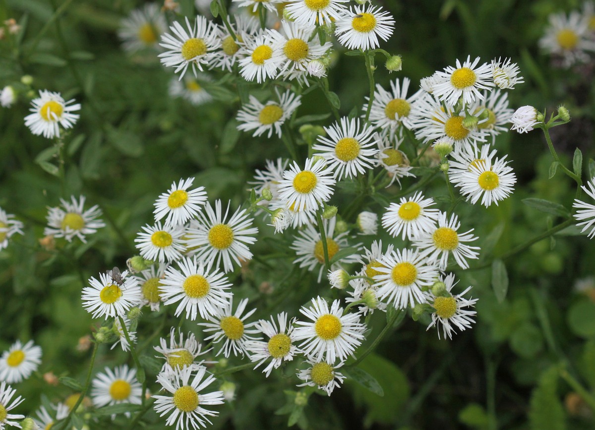 Erigeron annuus, Tall Fleabane