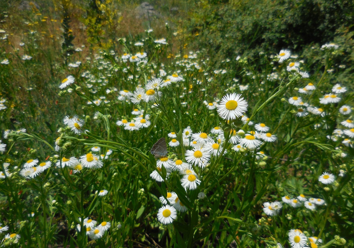 Erigeron annuus, Tall Fleabane