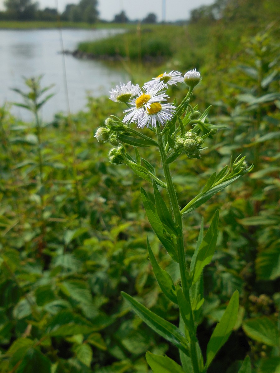 Erigeron annuus, Tall Fleabane