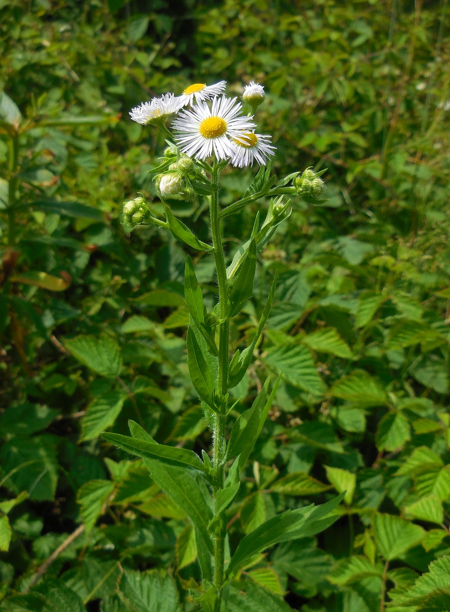 Erigeron annuus, Tall Fleabane