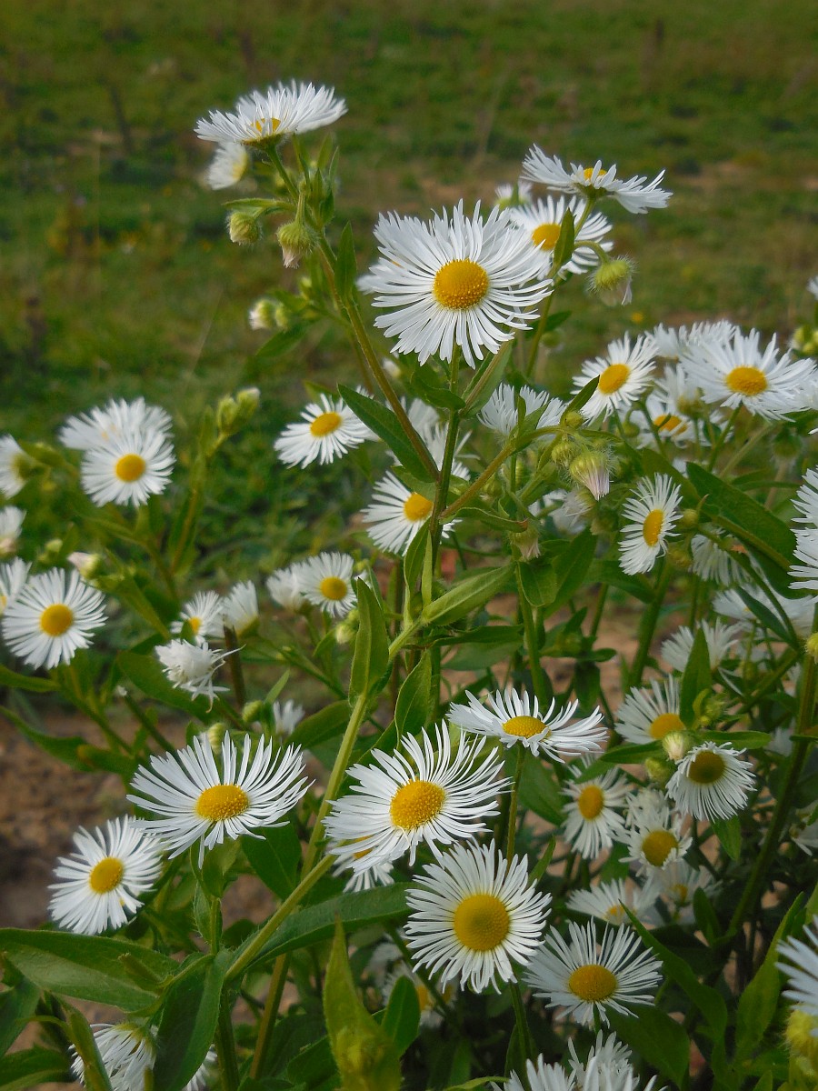 Erigeron annuus, Tall Fleabane