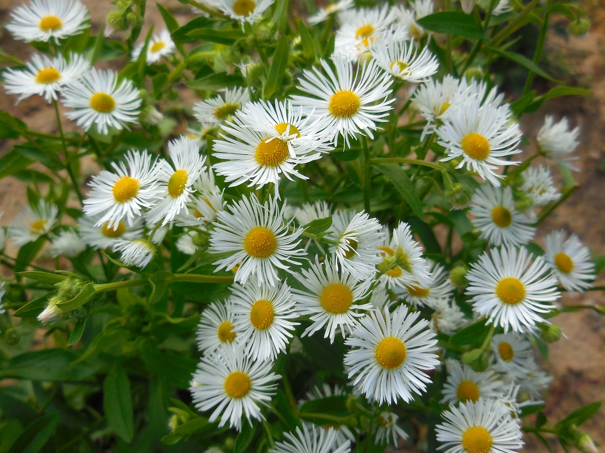 Erigeron annuus, Tall Fleabane