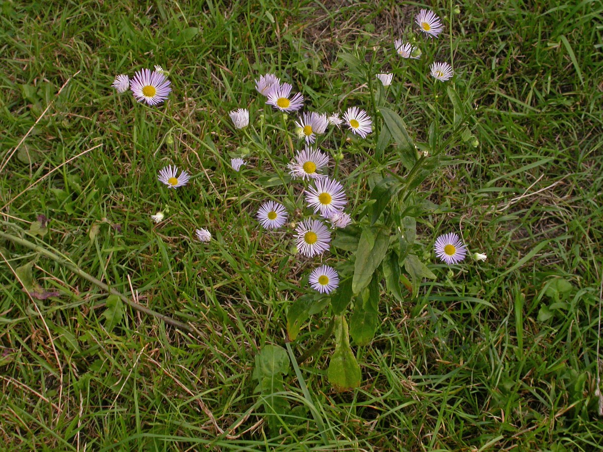 Erigeron annuus, Tall Fleabane