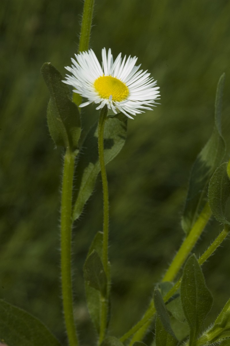 Erigeron annuus, Tall Fleabane